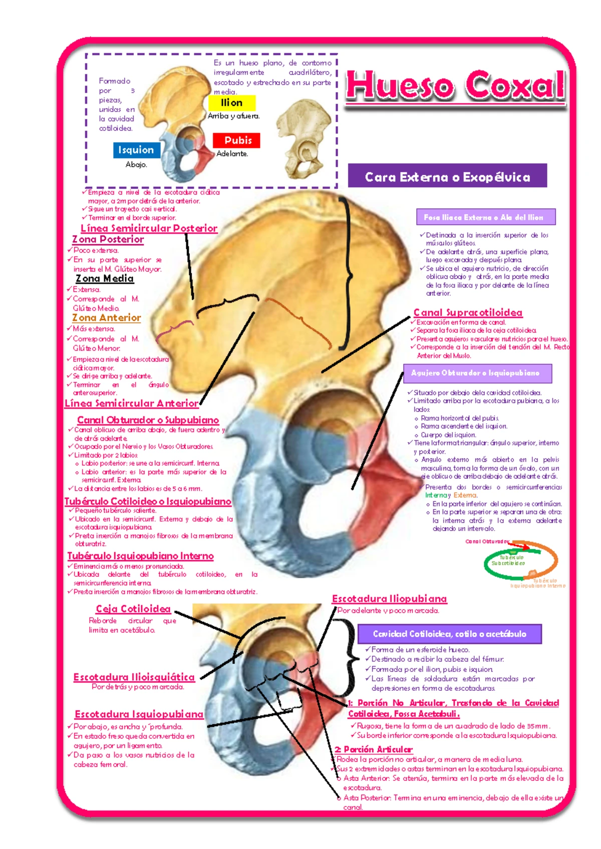 Hueso Coxal: osteología e inserciones musculares - HUESO COXAL Es un ...