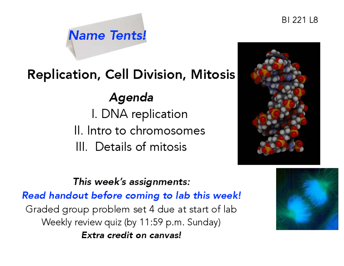 Lecture Notes: DNA Replication and Mitosis - Studocu