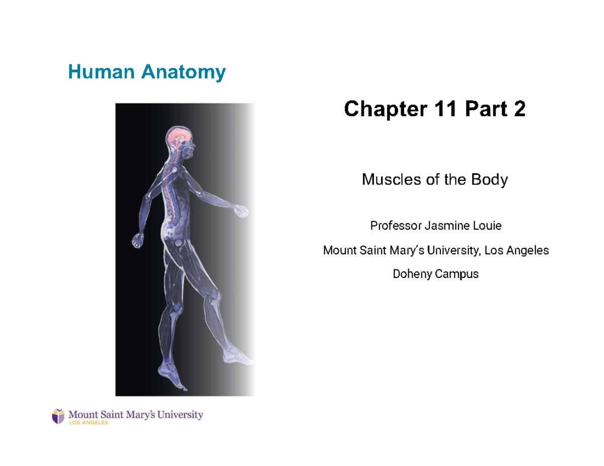 Human Anatomy: Chapter 11 Part 2 - Muscles of the Body (Bio50A) - Studocu