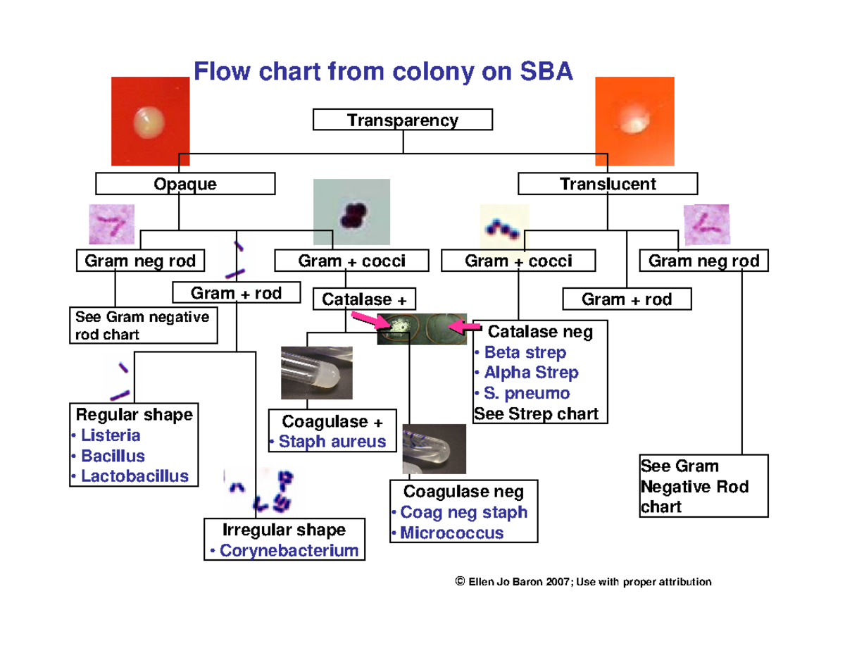 ELJ 95a - Flow Charts for Gram Staining and Bacterial Identification ...