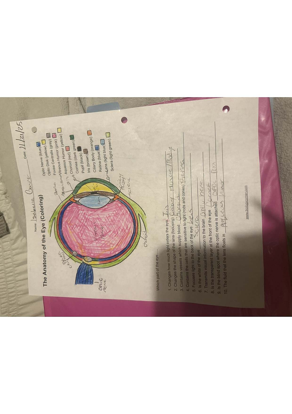 Human Body Label: Anatomy of the Eye (Merged 75) - Studocu