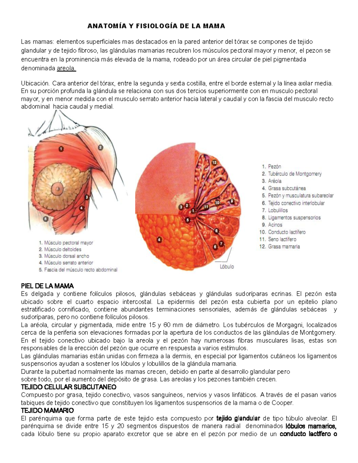 Anatomía Del Pezón Masculino