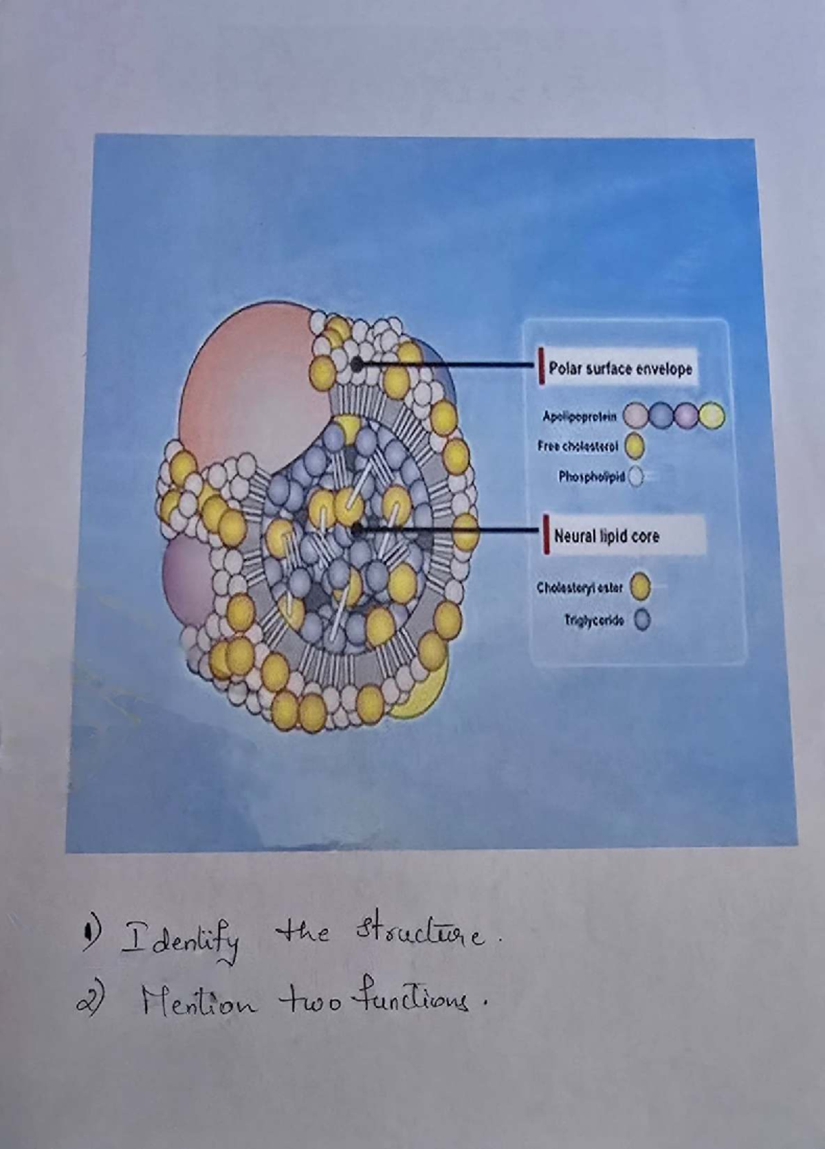 Biochemistry Uni Spotters: Lipid Structures & Clinical Applications ...