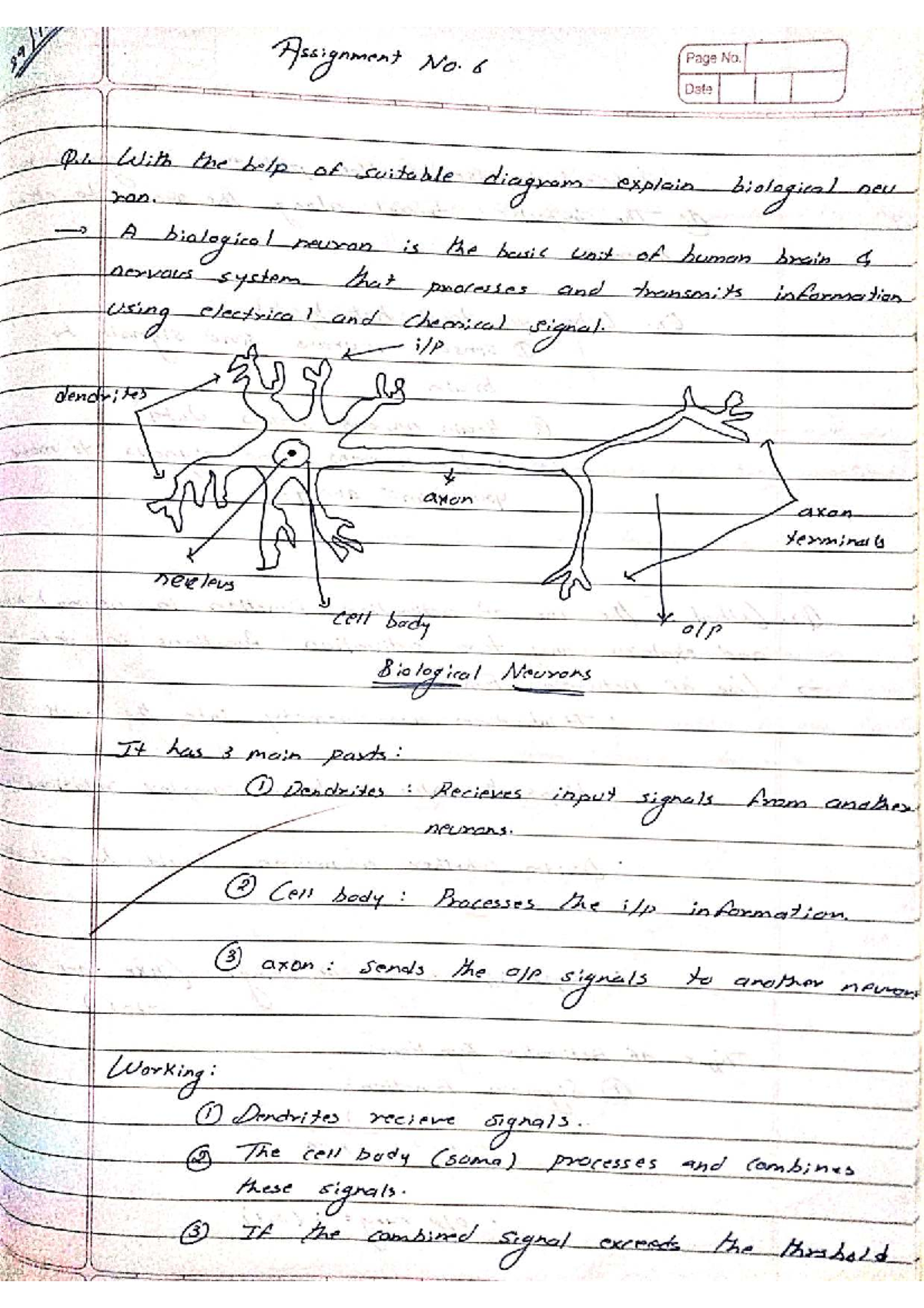 ML Assn 6: Biological Neurons & Activation Functions Explained - Studocu