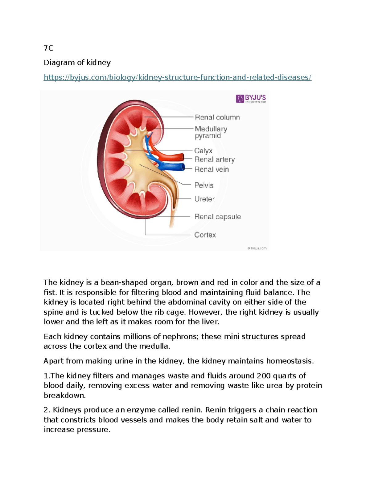 7C Human Biology 123 - Kidney Structure and Function Overview - Studocu