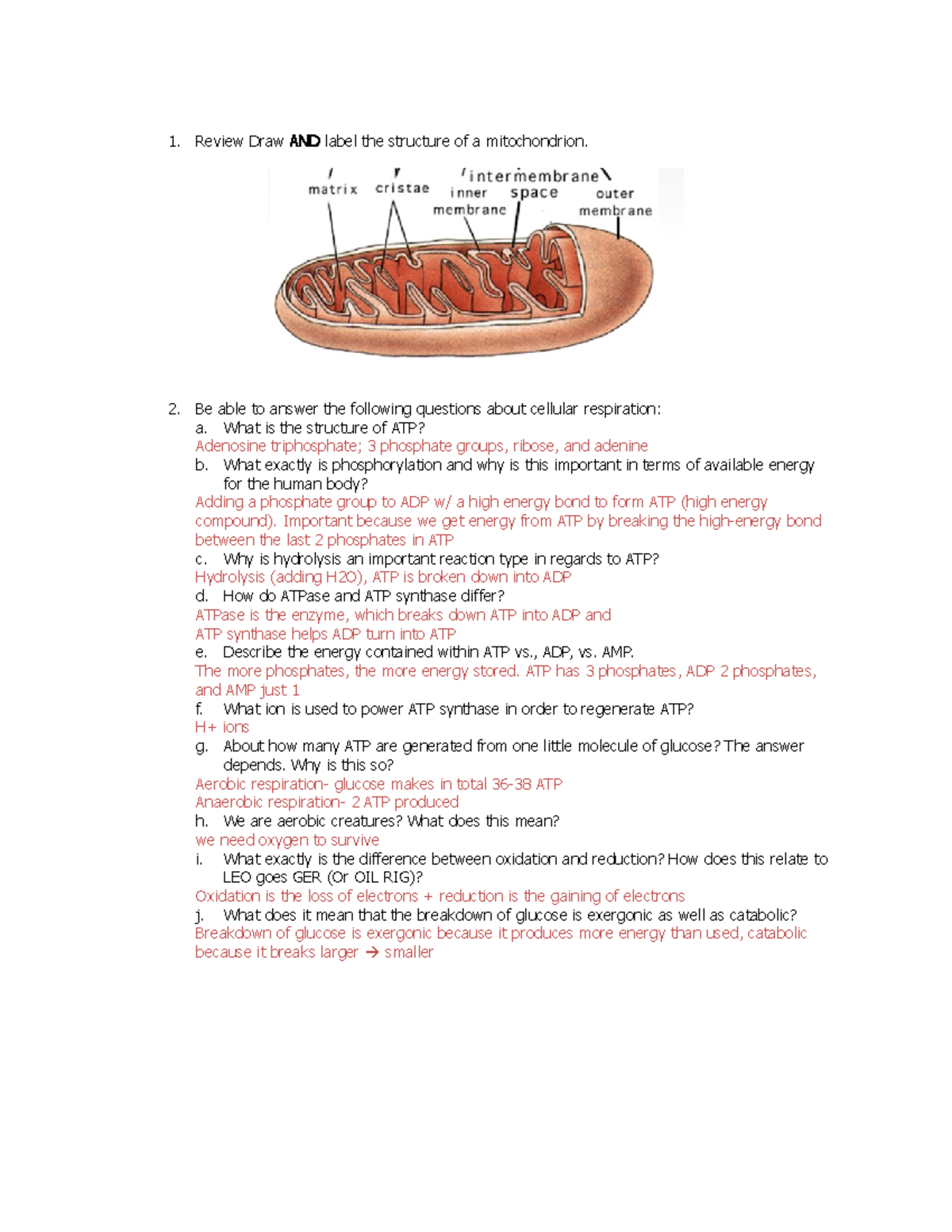 Cellular Respiration Review Guide - Review Draw AND label the structure ...
