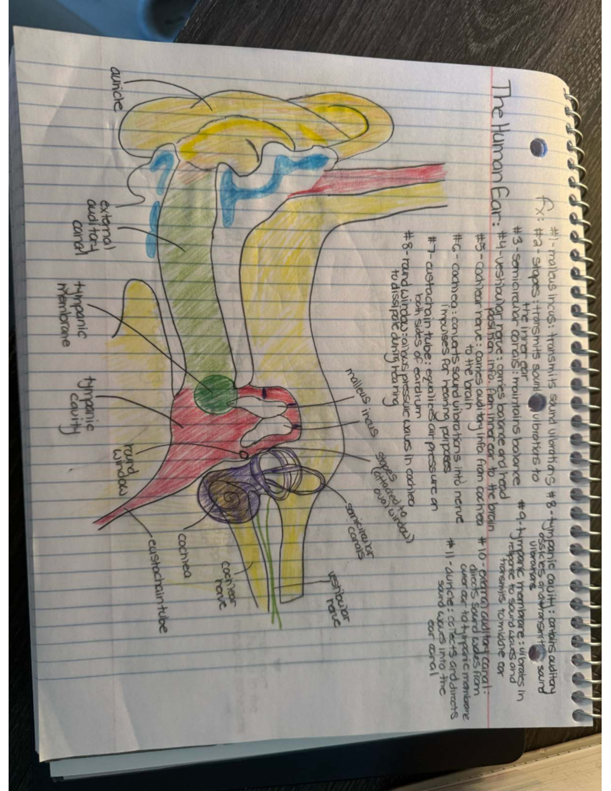 The Human Ear: Labeled Diagram and Functionality Overview - Studocu