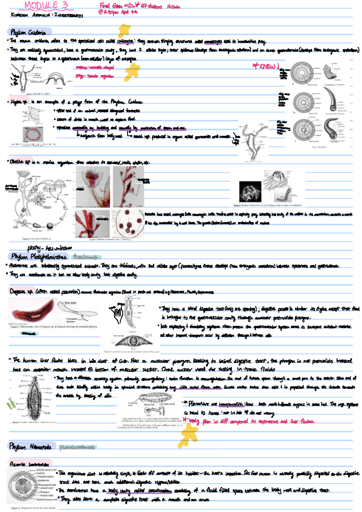 MODULE 3 & 4 Final Exam: Kingdom Animalia - Invertebrates & Vertebrates ...