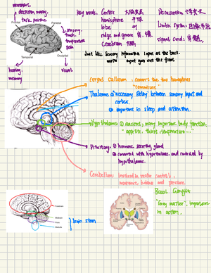 Touch,taste and smell - touch,taste and smell CNS Brain cerebrum ...