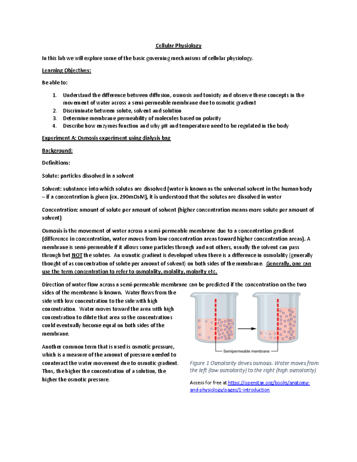 Cellular Physiology Lab Report: Diffusion, Osmosis & Enzyme Activity - Studocu