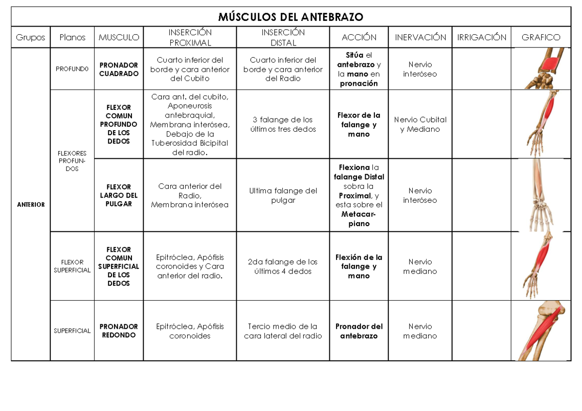 Músculos DEL Antebrazo - MÚSCULOS DEL ANTEBRAZO Grupos Planos MUSCULO ...