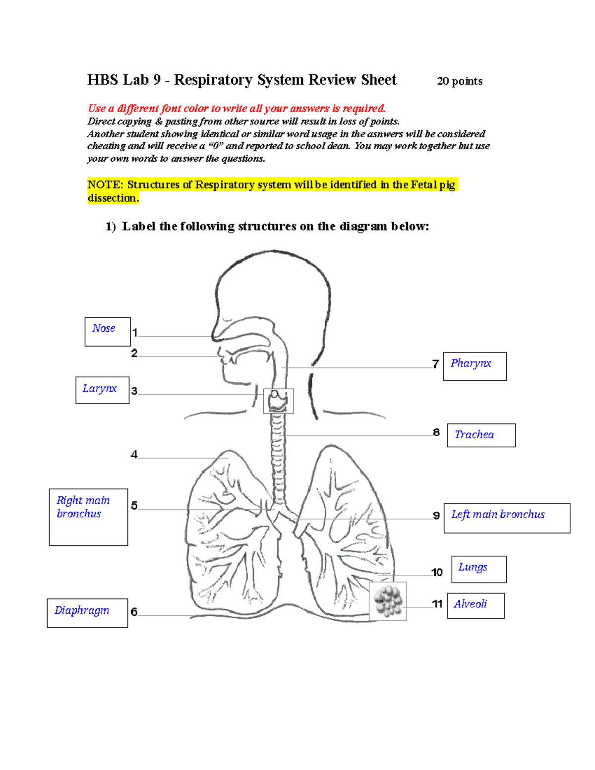 HBS Lab 9: Respiratory System Structures and Functions Review Sheet ...