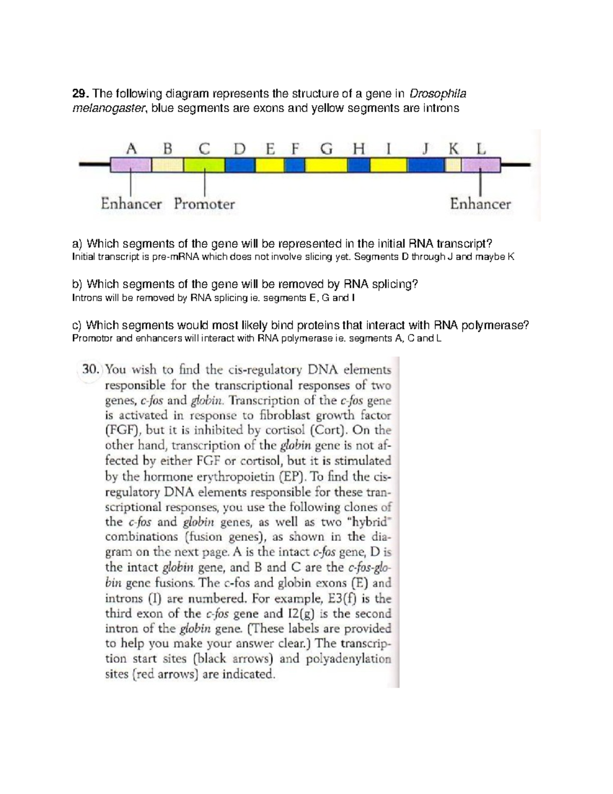 Gene Expression Study Notes - Concepts & Answers - Studocu