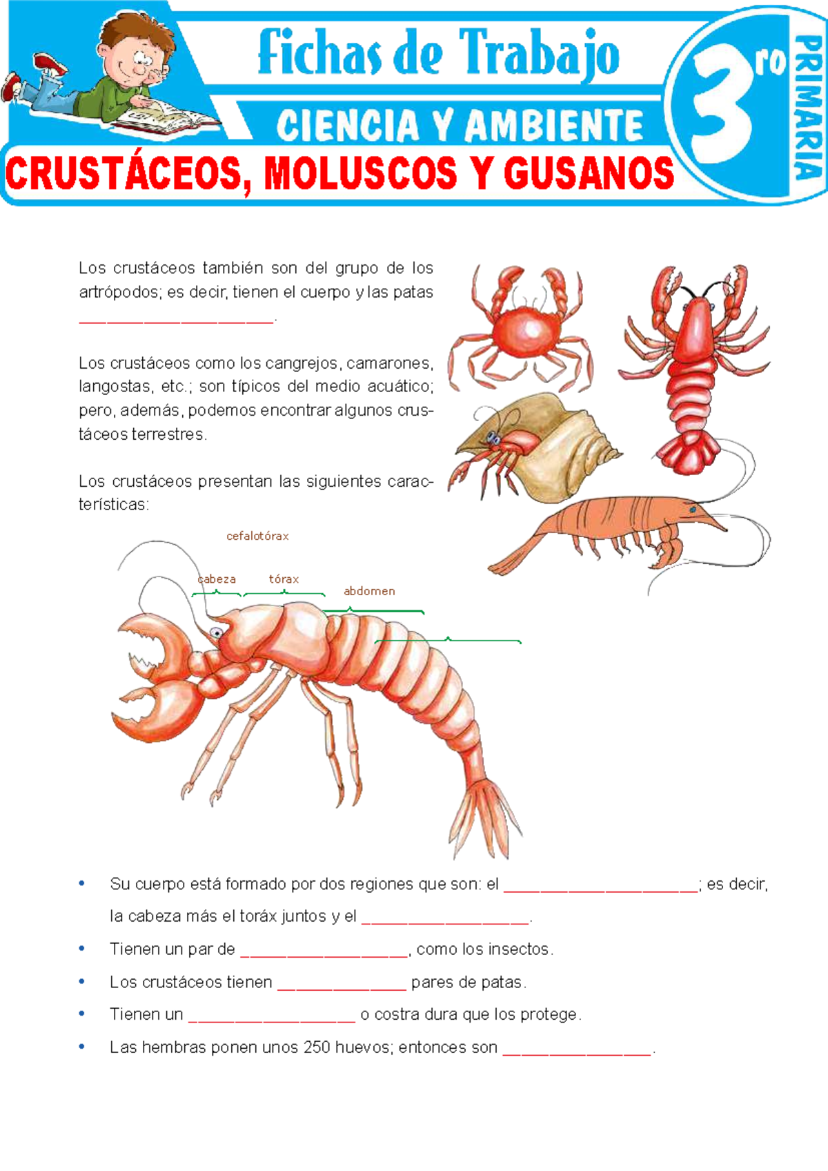 Crustáceos, Moluscos y Anélidos para 3er Grado de Primaria - Studocu