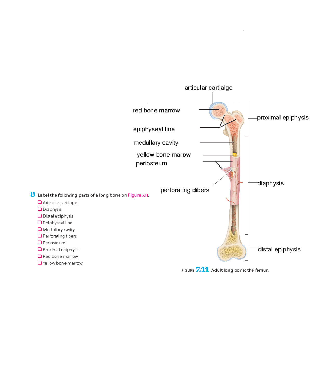 Anatomy of long bone - and p1 - PHTA 1130 - . . 8 Label the following ...