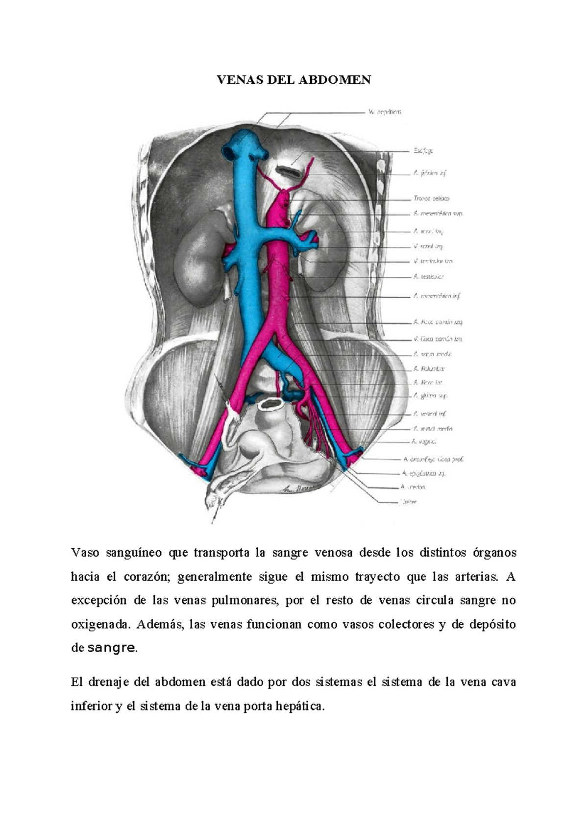 Venas del Abdomen: Anatomía y Función (VENAS 101) - Studocu