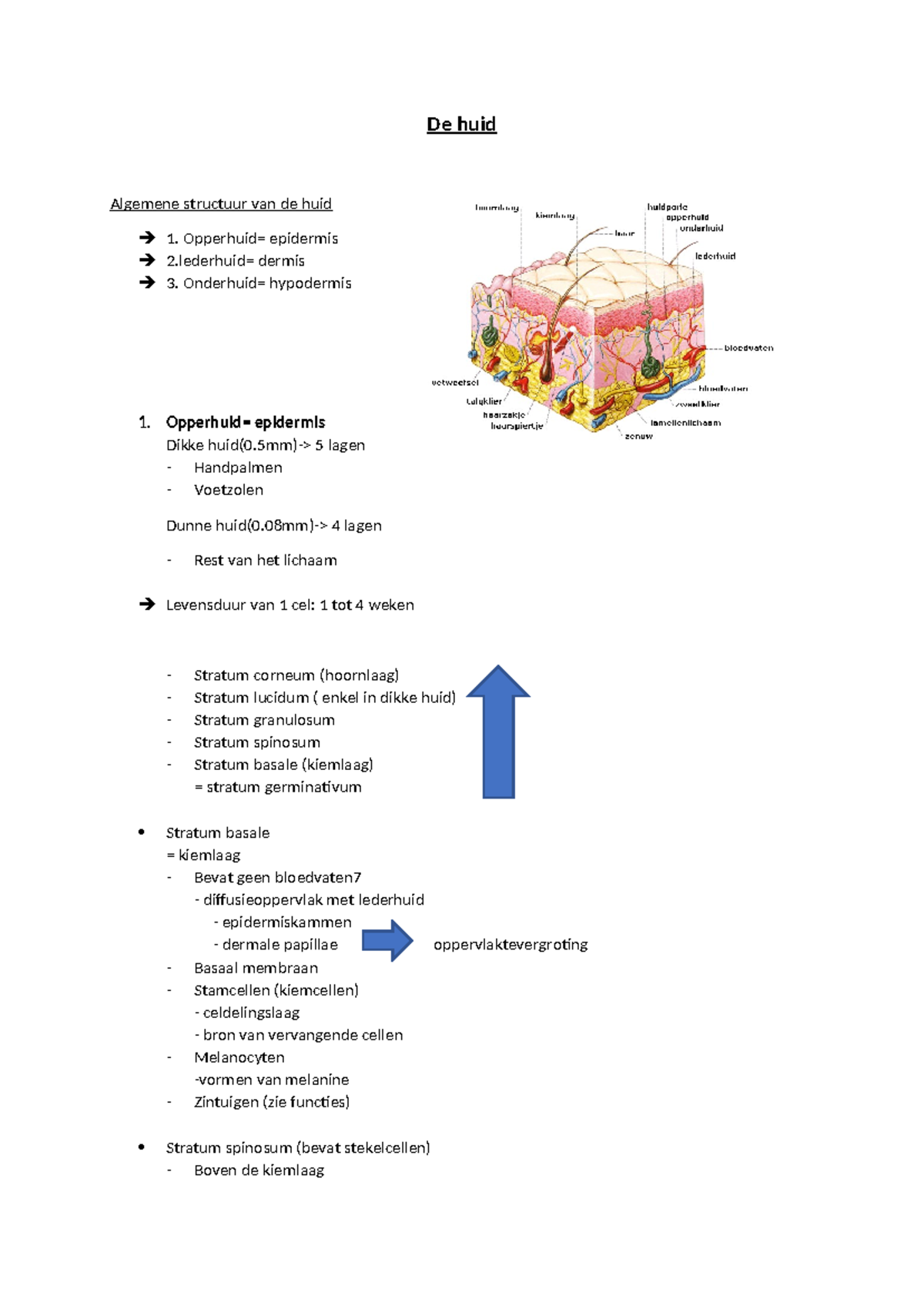 Samenvatting Huid - Structuur, Functies en Pathologieën (Biologie ...