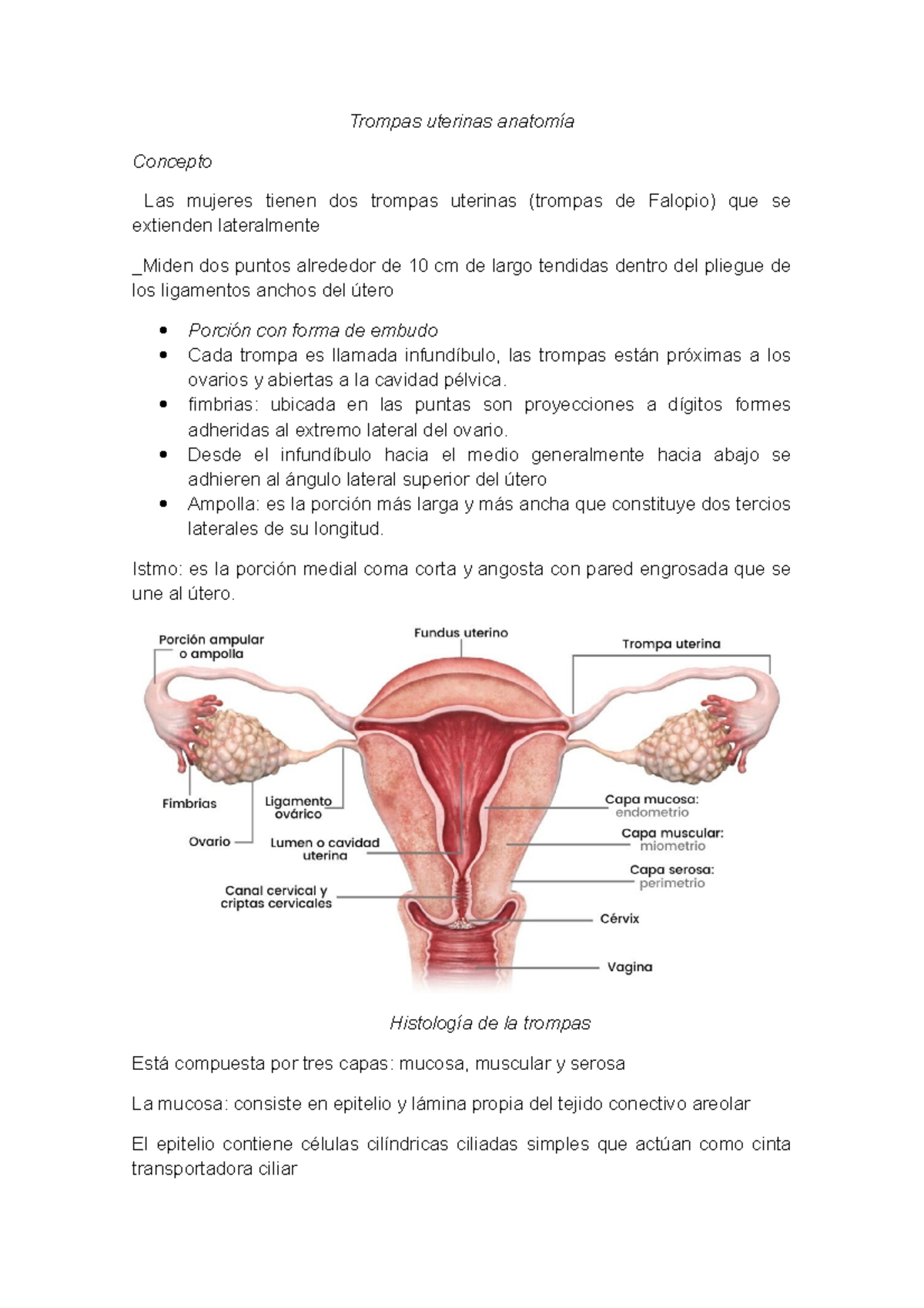 Anatomía de las Trompas Uterinas y el Útero: Detalles Esenciales - Studocu