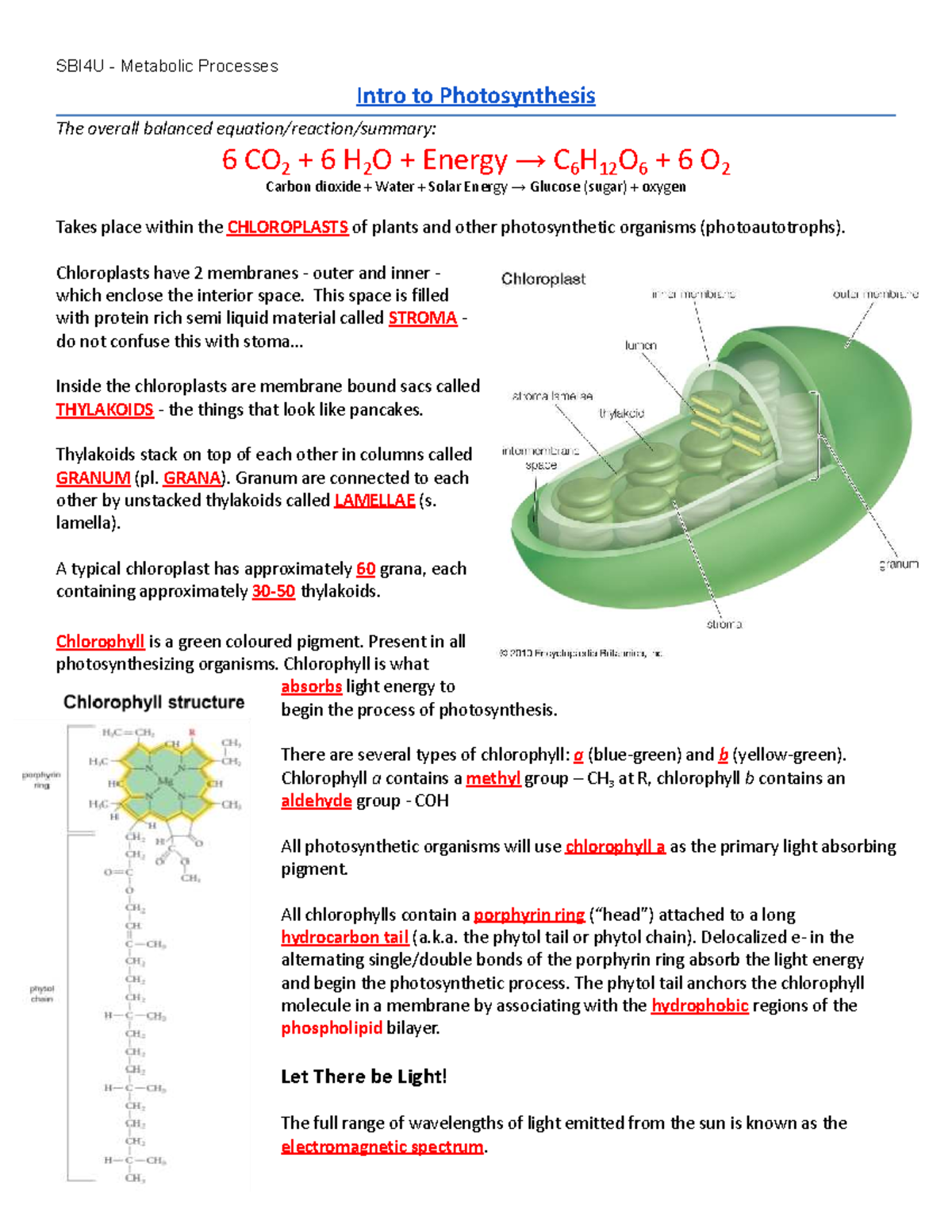 SBI4U Photosynthesis Notes: Metabolic Processes Overview - Studocu
