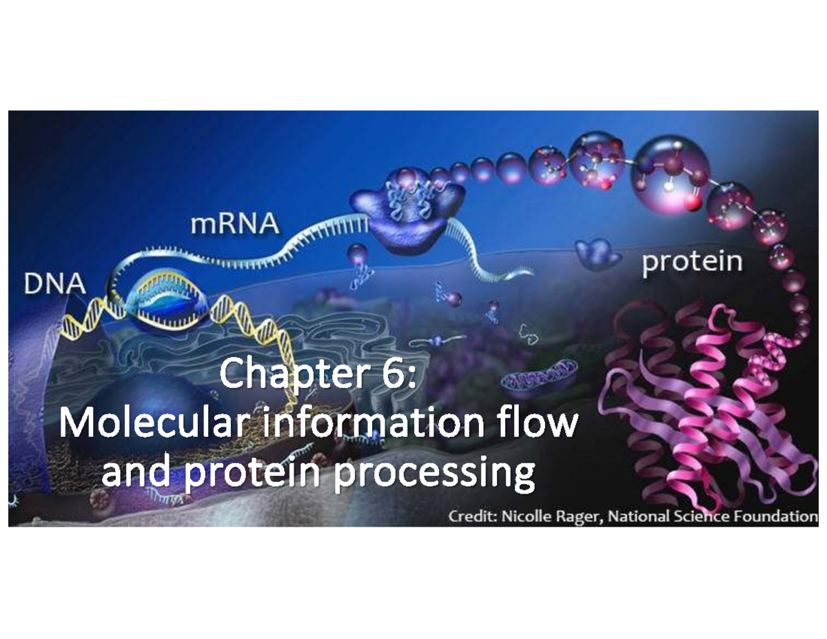Chapter 6: Molecular Info Flow & Protein Processing Insights - Studocu