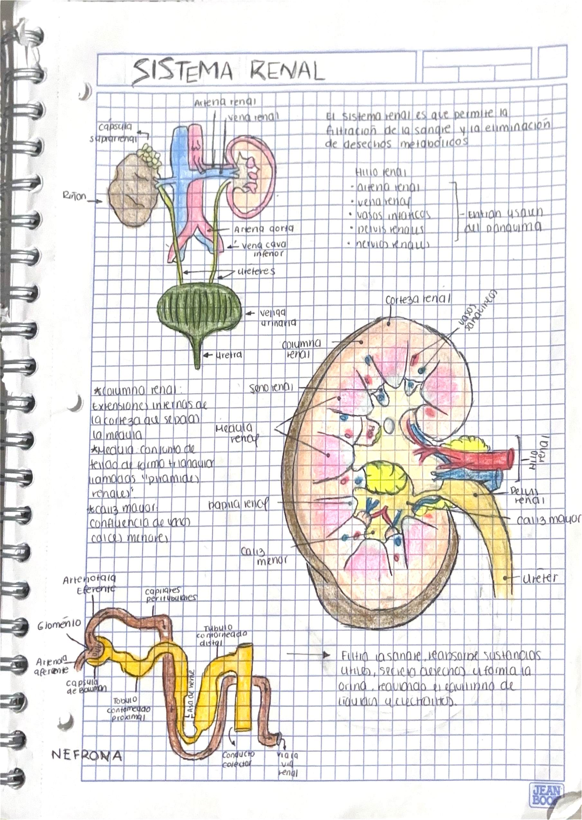 Sistema Renal: Resumen y Funciones Clave - L3 - Studocu