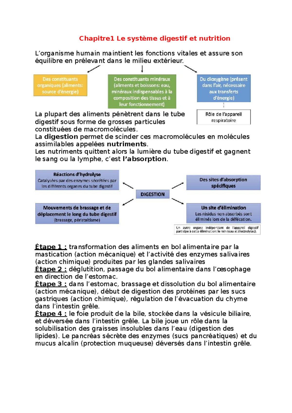 Chapitre 1 : Le Système Digestif et la Nutrition Humaine - Cours - Studocu