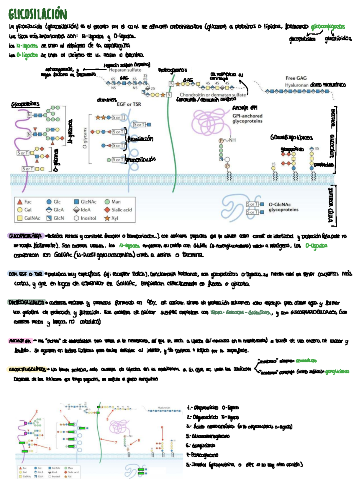 Repaso sobre GLICOSILACIÓN: Estructura y Funciones de Glicoconjugados ...