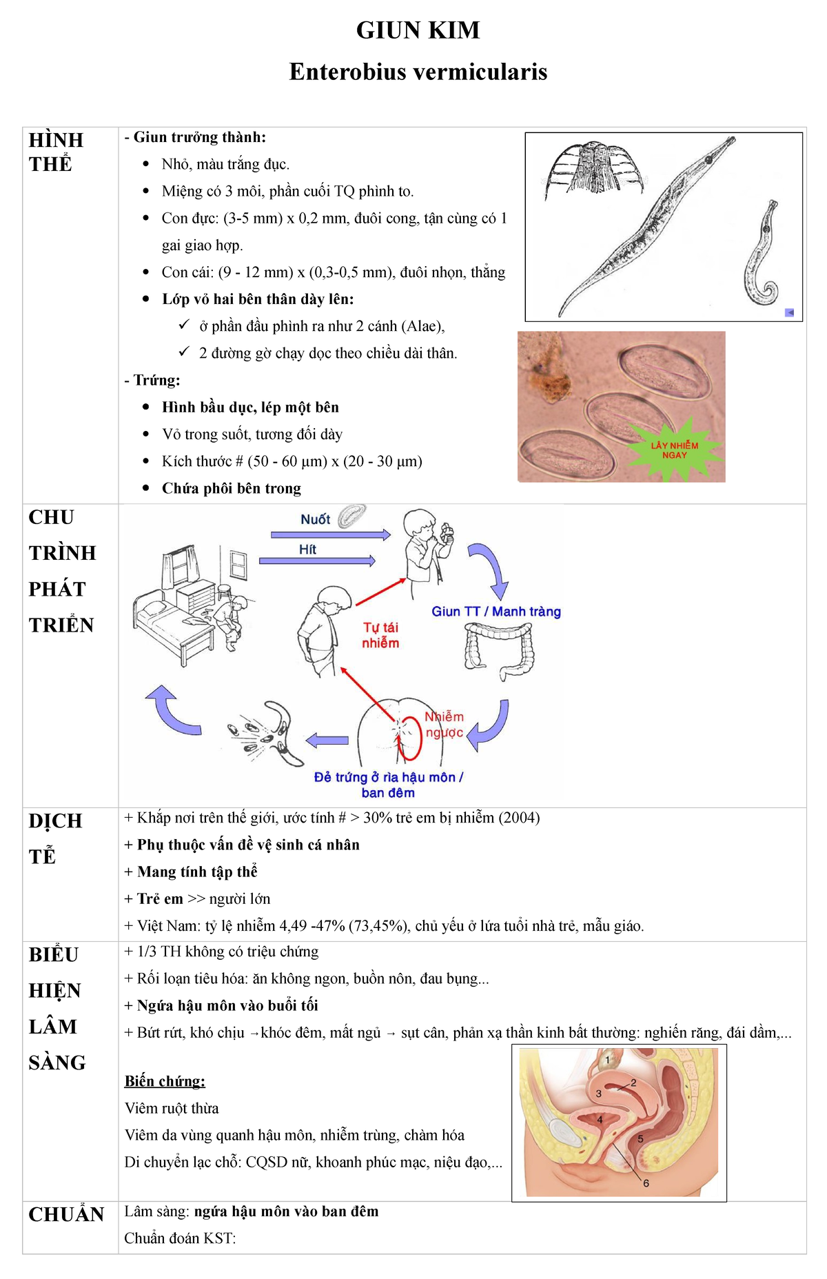 GIUN KIM (Enterobius vermicularis) - Đặc điểm và Chu trình Phát triển ...