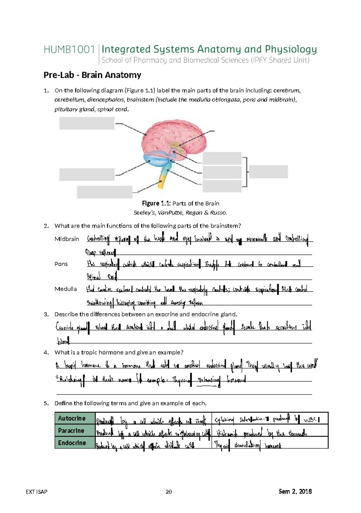 Module 1 pre lab - Pre-Lab - Brain Anatomy On the following diagram ...