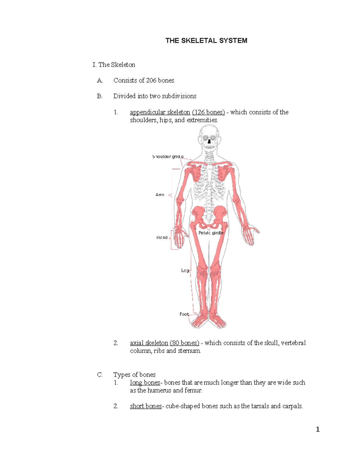 Skeletal System Overview: Structure, Function, and Disorders - THE ...