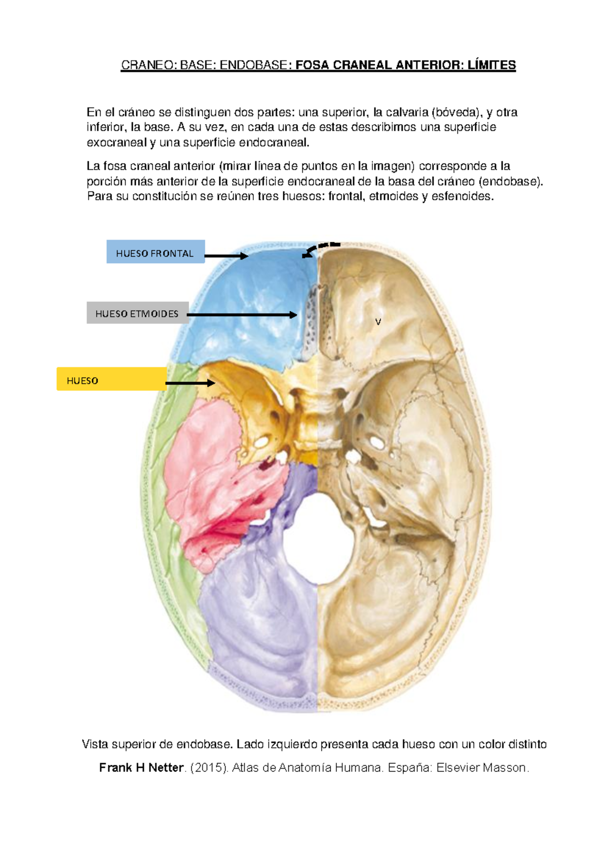 FOSA Craneal Anterior 2 - CRANEO: BASE: ENDOBASE: FOSA CRANEAL ANTERIOR ...
