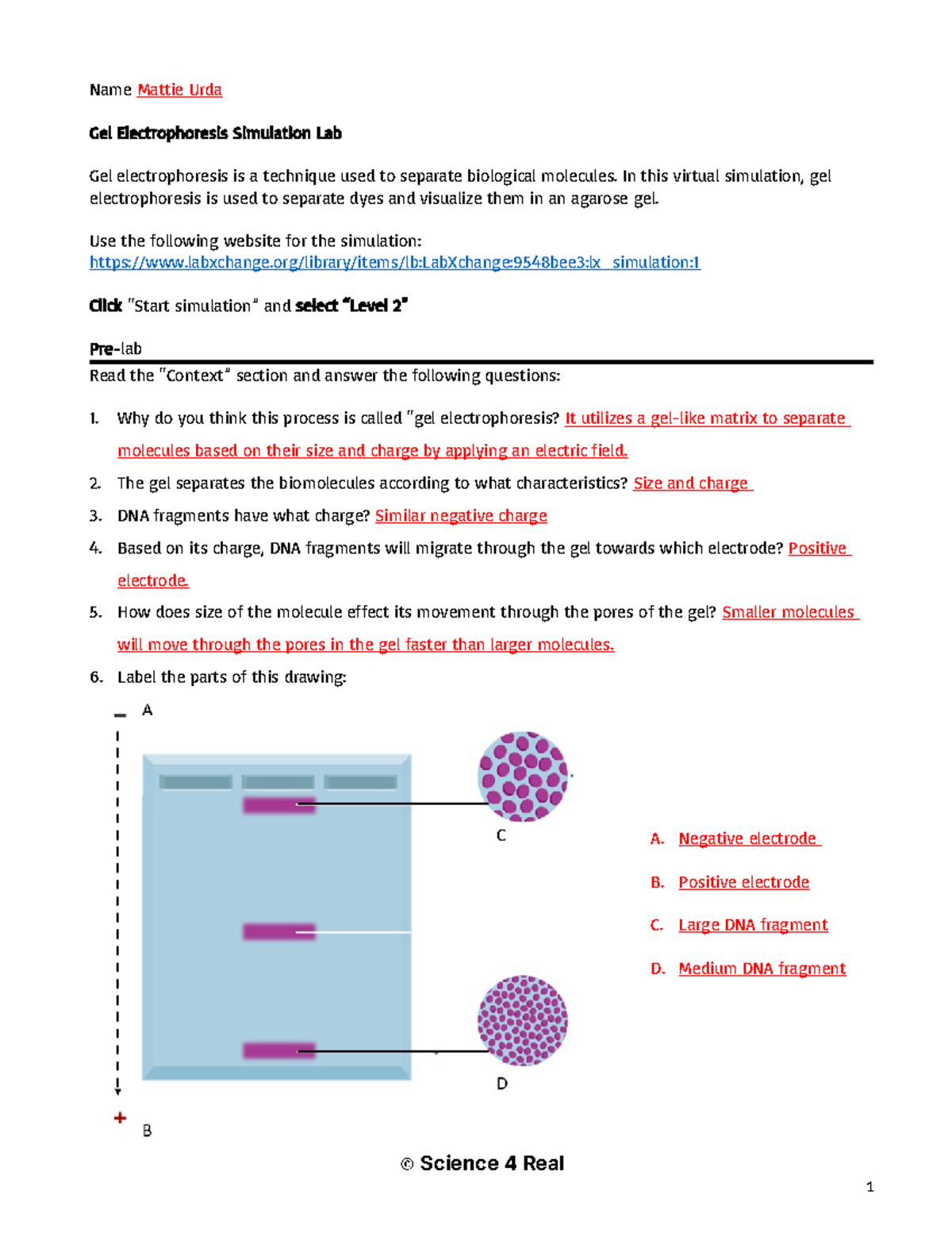 Gel Electrophoresis Virtual Lab Printable (2) - Name Mattie Urda Gel ...