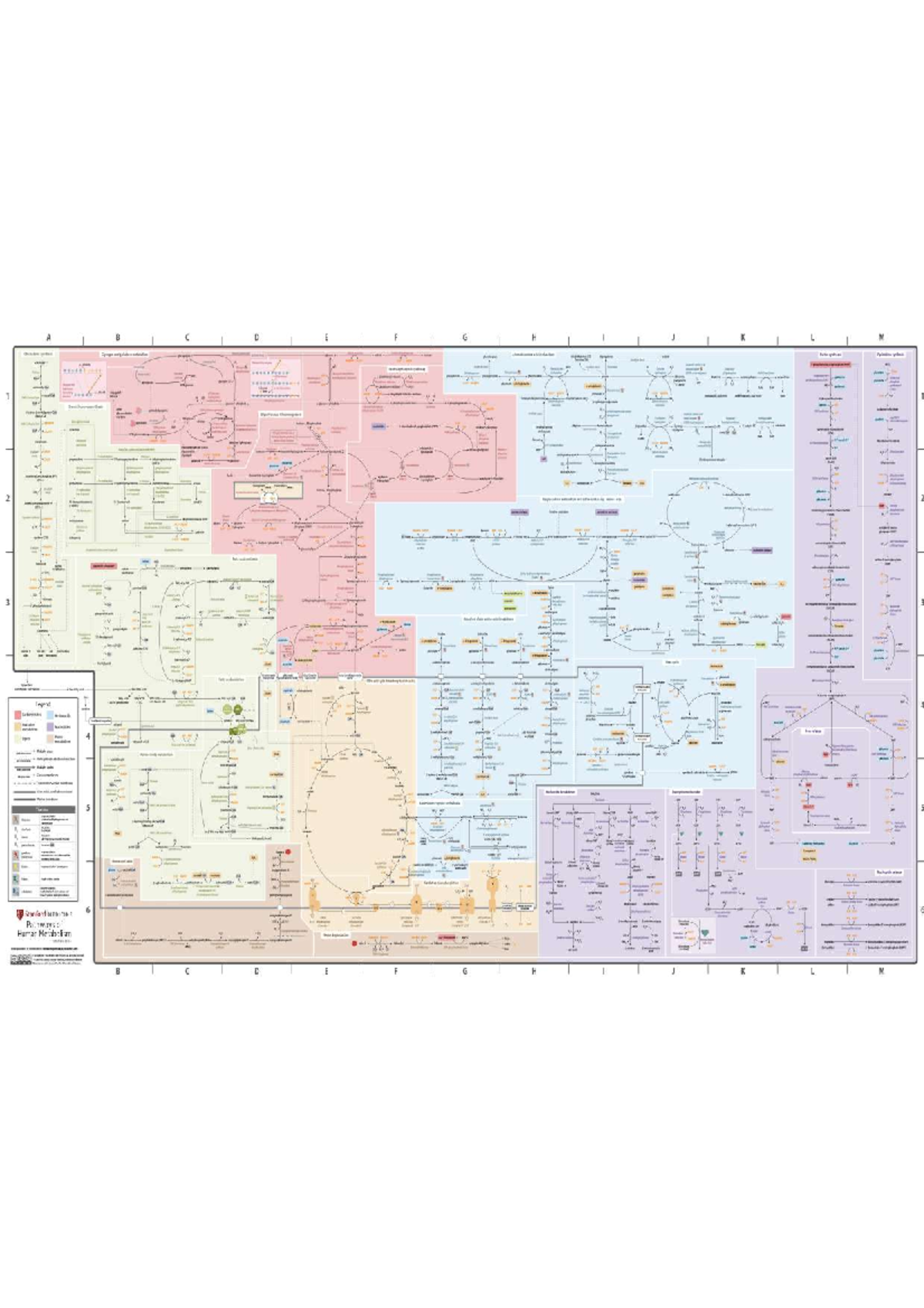 Mapa metabólico (1) page-0001 - farmacia - Stanford MEDICINE Pathways ...