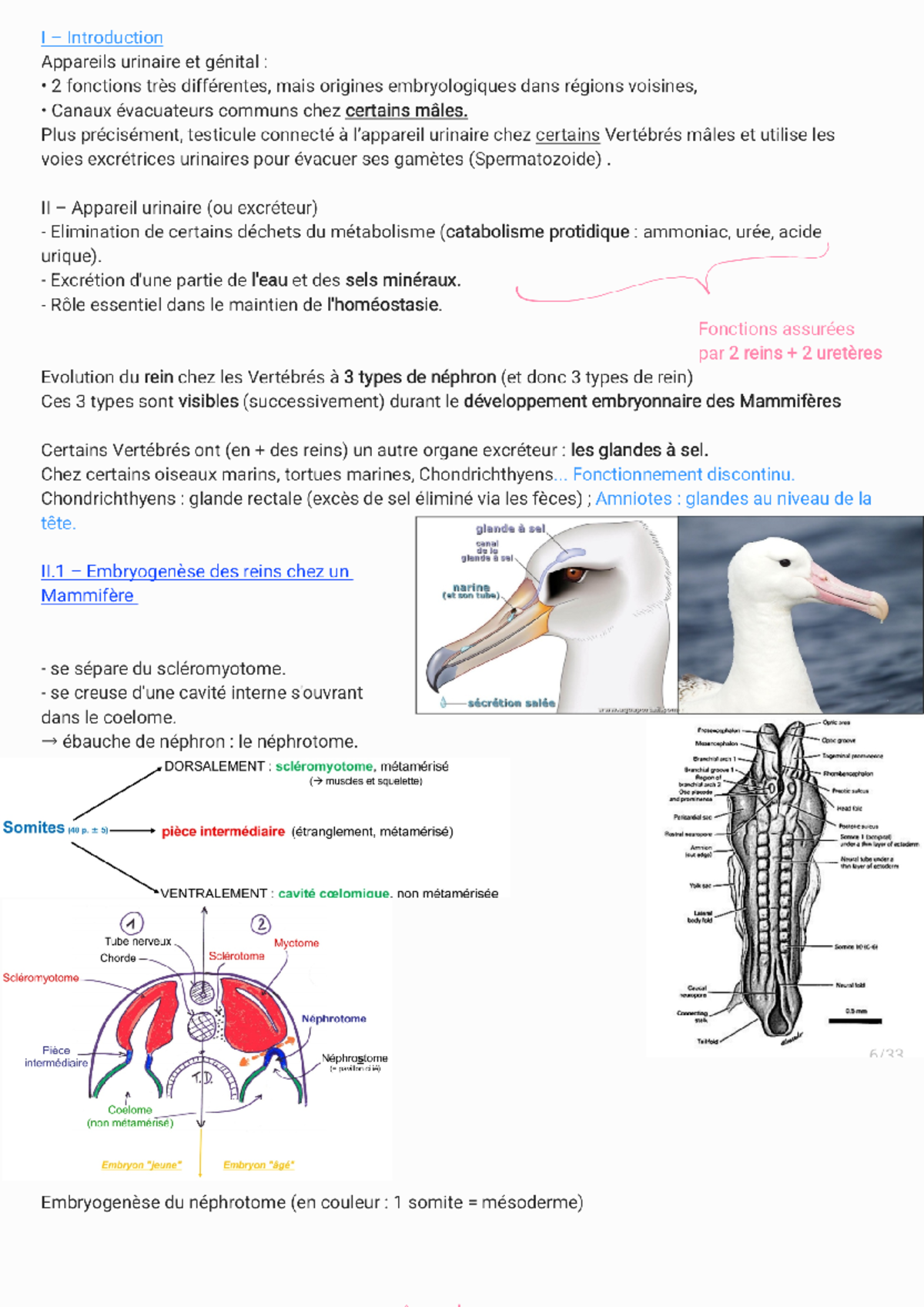 Cours Appareil uro-génital 241126 111754 - Introduction Appareils ...