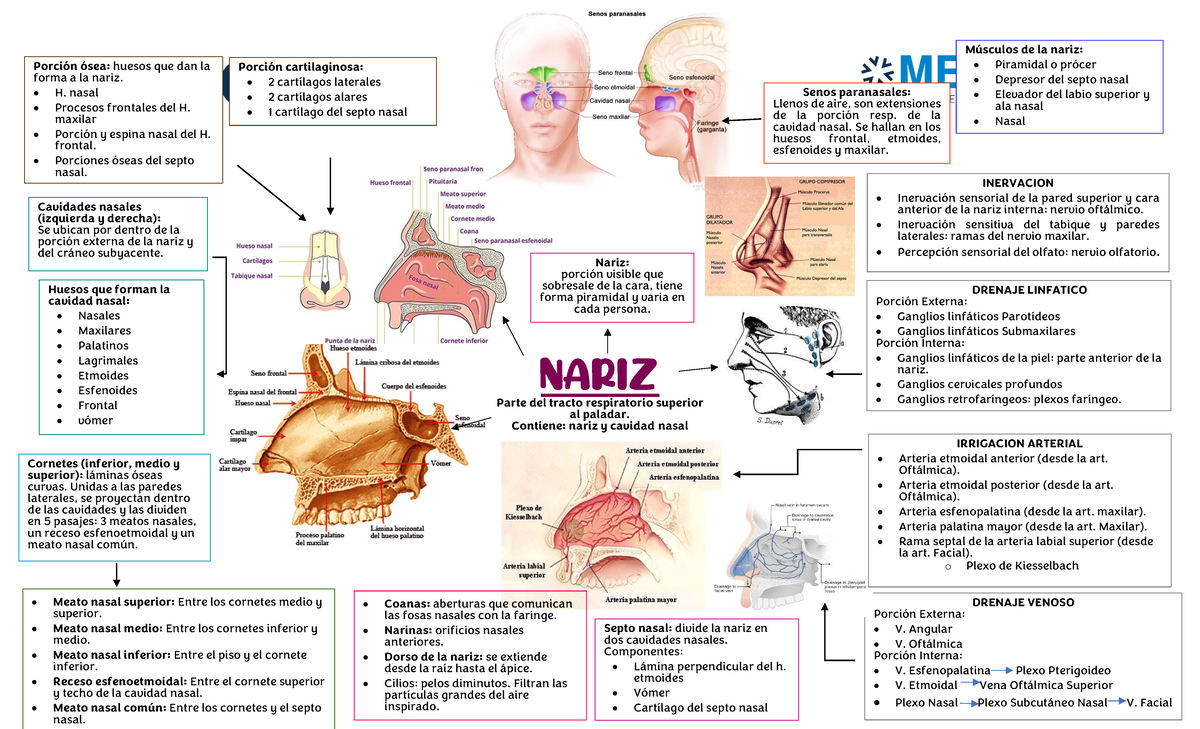 Diagrama De Anatomía De La Nariz Externa