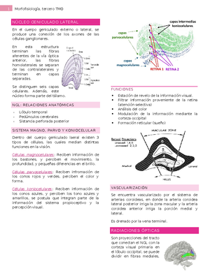 Vía visual - noc - VÍAS VISUALES La vía visual primaria consiste en un ...