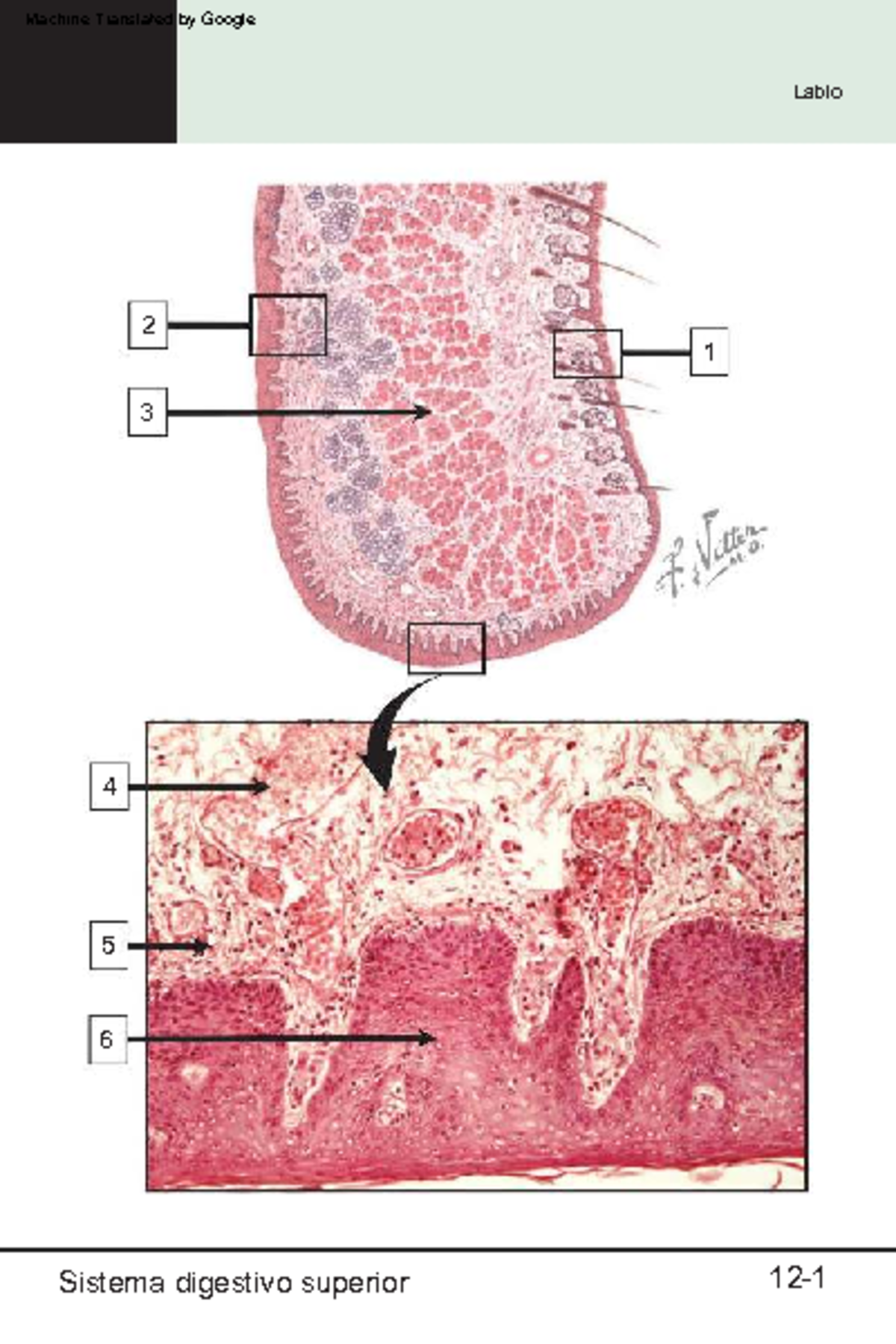 Sistema Digestivo Superior: Flashcards de Histología (Netter) - Studocu