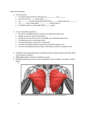 ANA 152 Summary Notes - ANA 152 CLINICAL ANATOMY MUSCLES 3 types ...