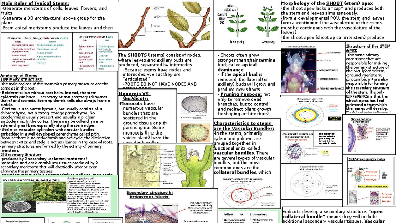 Midterm 2 Study Aid: Anatomy and Roles of Plant Stems - Studocu