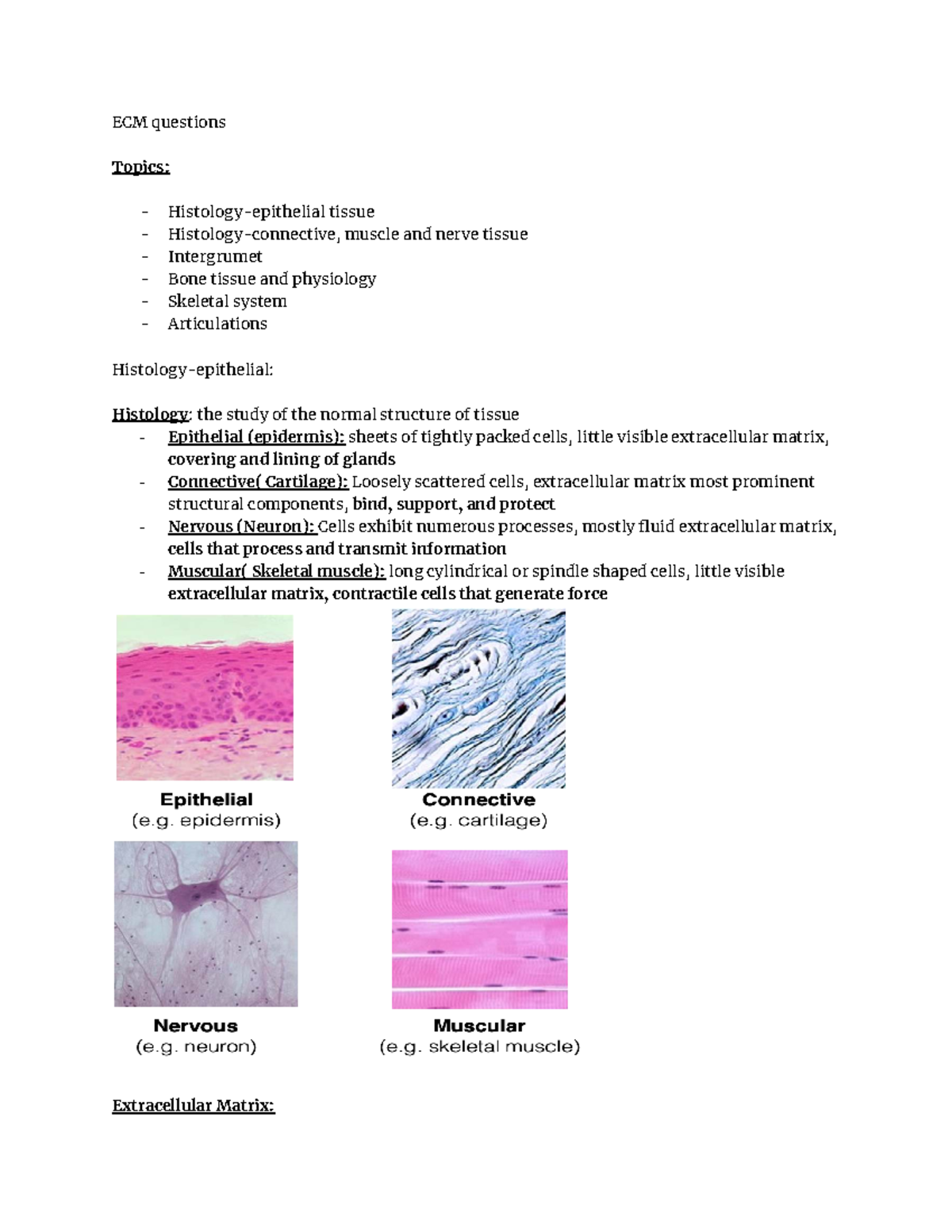 Anatomy and Histology of Bone and Connective Tissues - Exam Notes (ECM ...