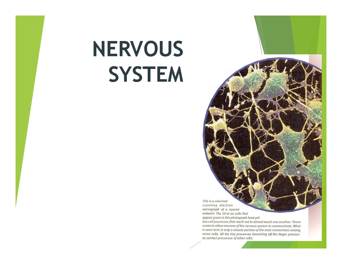 Introduction to Nervous System - NERVOUS SYSTEM FUNCTIONS OF THE ...