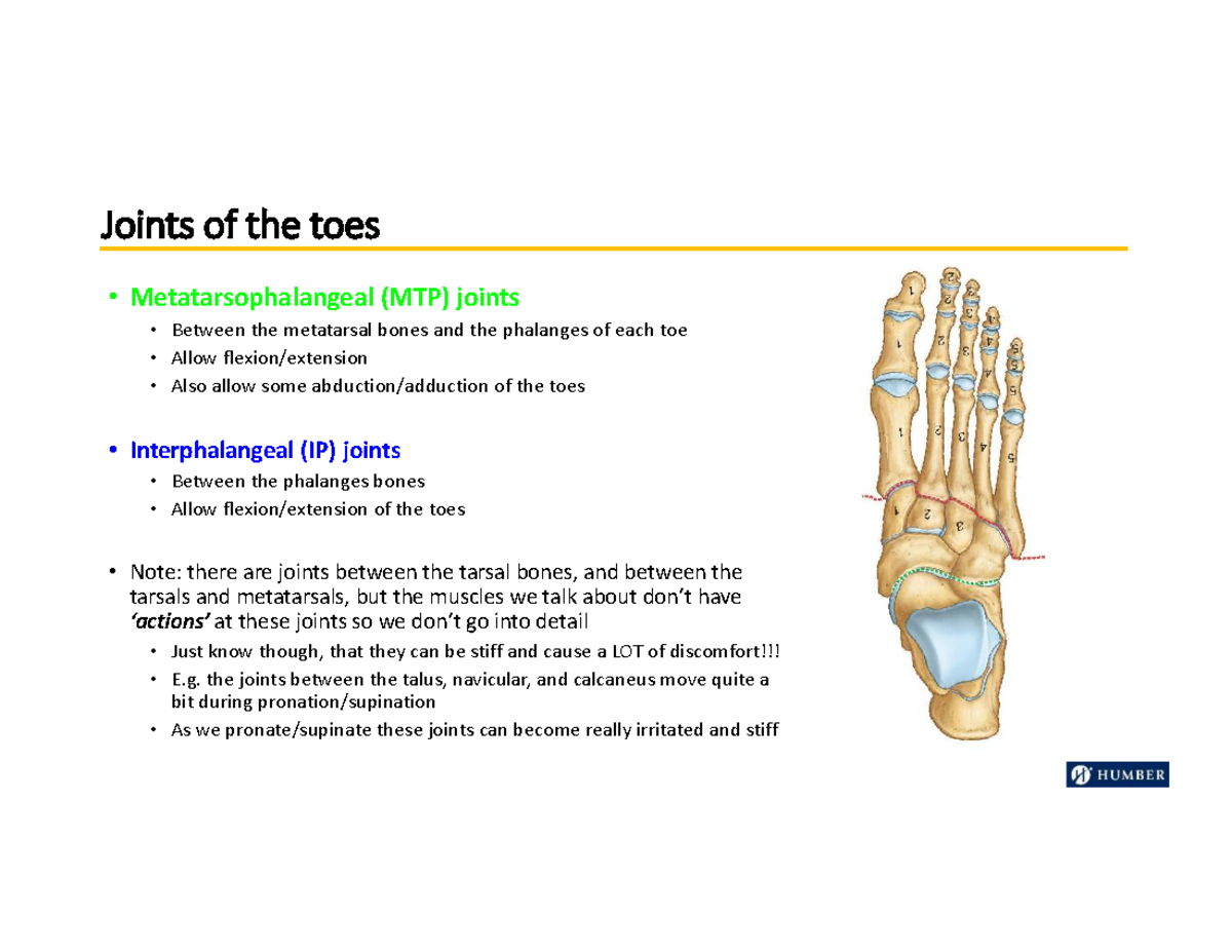 ANAT 101 - Lecture 12: Muscles of the Leg and Foot Anatomy - • Joints of the toes - Studocu
