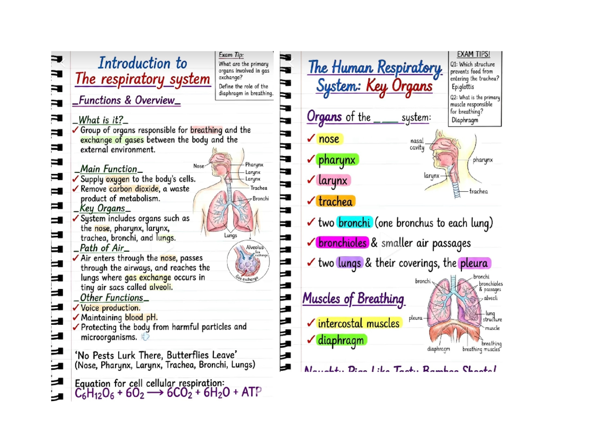 Respiratory System Overview: Key Organs & Functions (BIO101) - Studocu