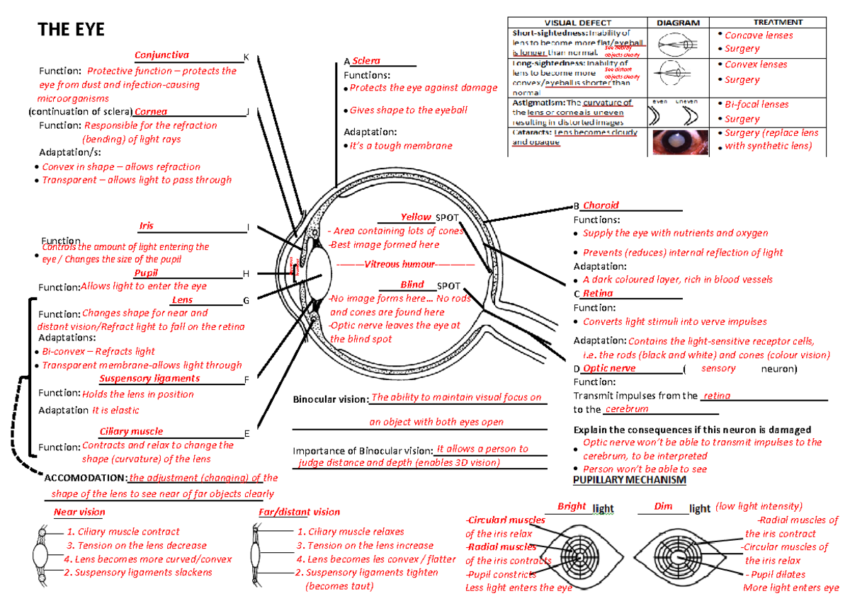 THE EYE: Key Functions and Adaptations - Revision Notes - Studocu