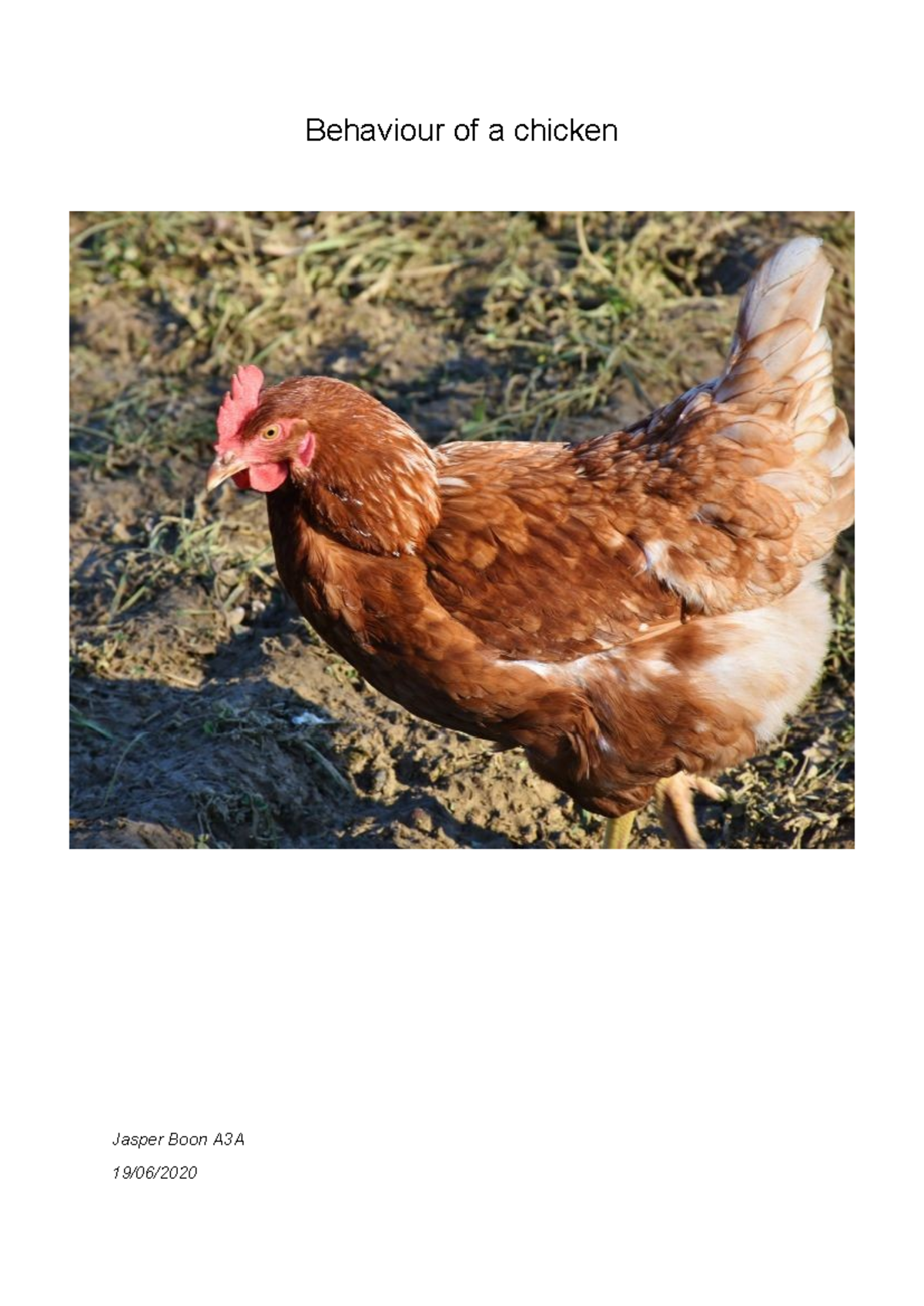 A3A Research: Exploring Chicken Behavior Observations and Results ...