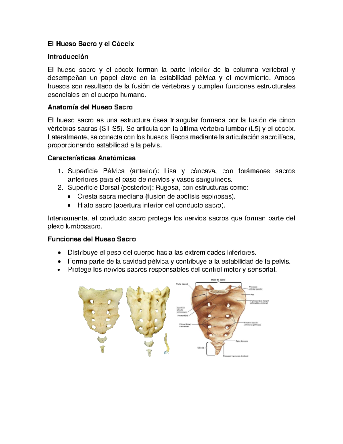 Anatomía y Funciones del Hueso Sacro y el Cóccix en la Columna ...