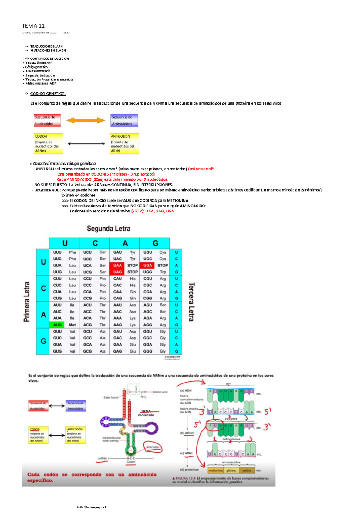 TEMA 11: Traducción del ARN y Mutaciones en el ADN - LAB Química - Studocu