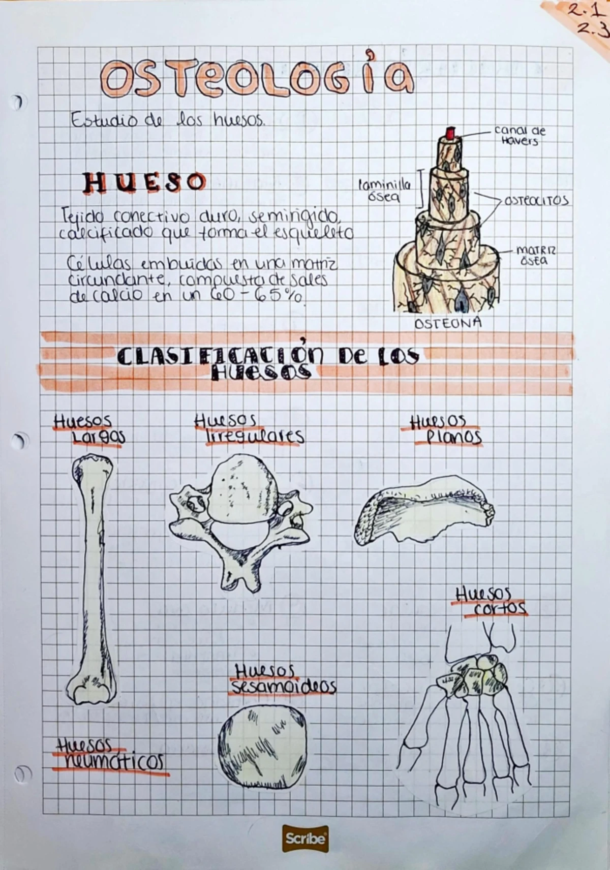 Términos de posición anatómica - Términos de posición anatómica ...