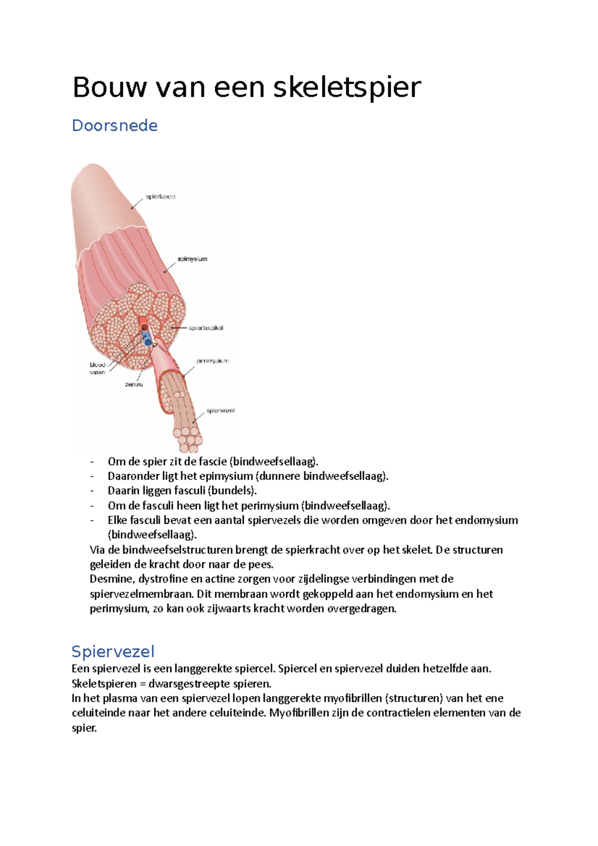 Bouw van een Skeletspier: Anatomie en Functie (Biologie 101) - Studeersnel