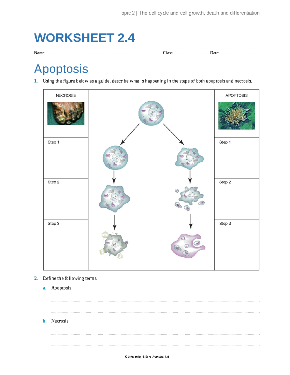 Cell Cycle & Apoptosis: Worksheet 2.4 - Growth, Death & Differentiation ...